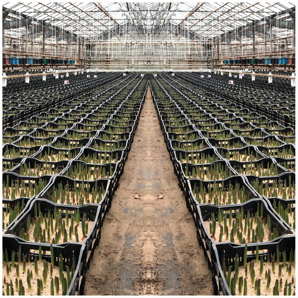 Çiçek pazarı Теплица-тюльпанов.рф, Moskova ve Moskovskaya oblastı, foto