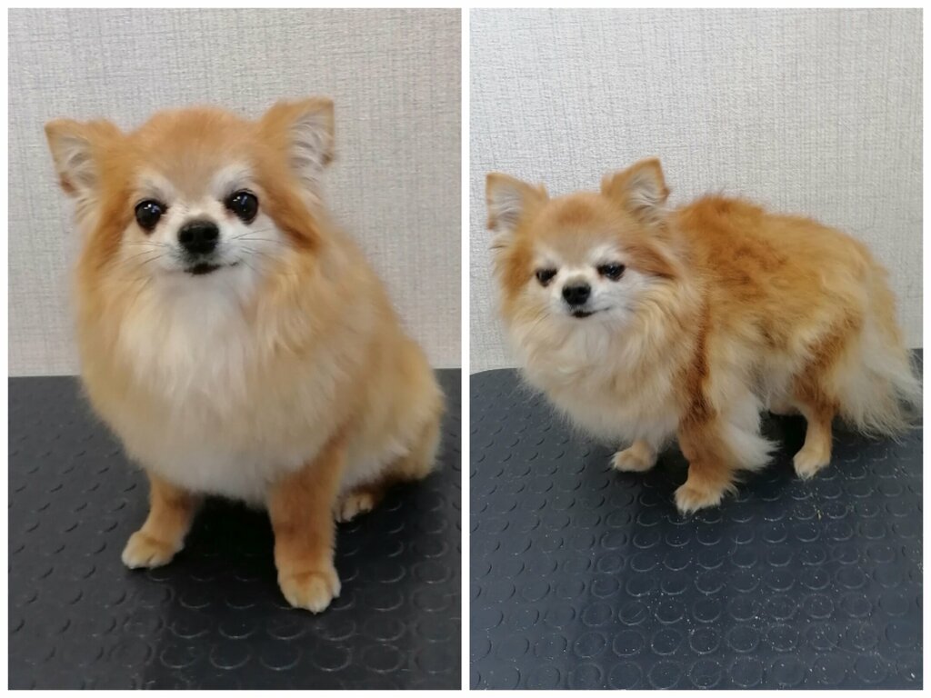 Evcil hayvan kuaförleri Грумер_Тим, Timaşovsk, foto