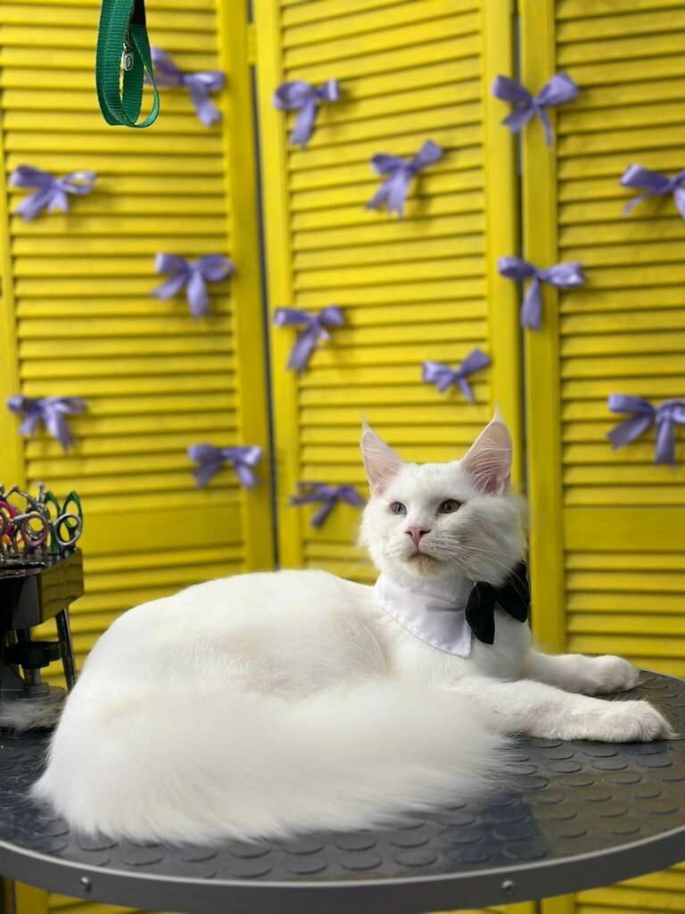Evcil hayvan kuaförleri Groomboom, Novosibirsk, foto