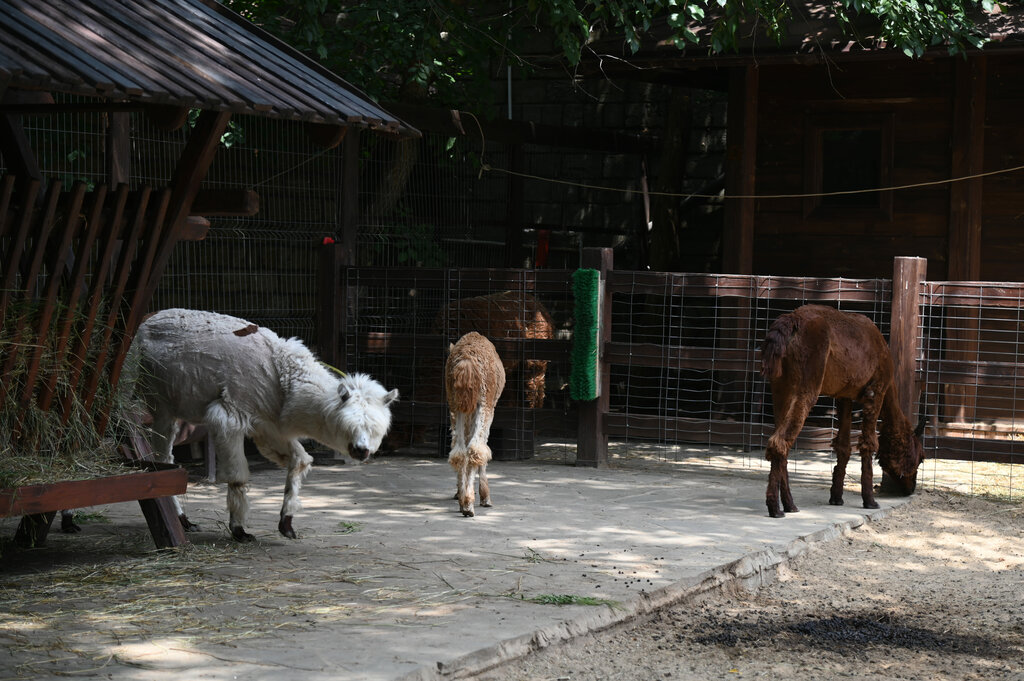 Hayvan muhafazaları Ламы, Rostovskaya oblastı, foto