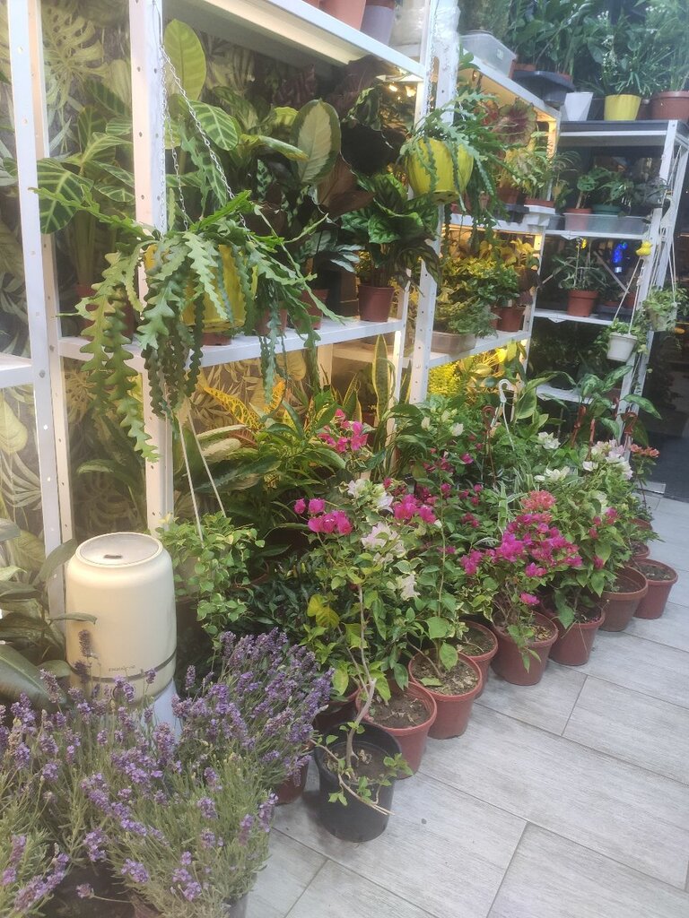 Çiçekçiler Homejungle, Taşkent, foto