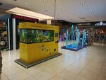 Море желаний (Sovetskaya Street No:58/1), akvaryumlar  Irkutsk'tan