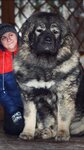 Kennel Amber Amulet (ulitsa Kalinina No:2, rabochiy posyolok Bykovo), evcil hayvan yetiştiricileri  Moskova ve Moskovskaya oblastından