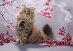 Cattery of Russkaya Zabava (Yuzhnobutovskaya Street No:38), evcil hayvan yetiştiricileri  Moskova'dan