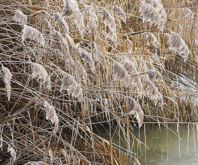 Arazi dizisi Consorzio della Bonifica Burana, Emilia‑Romagna, foto