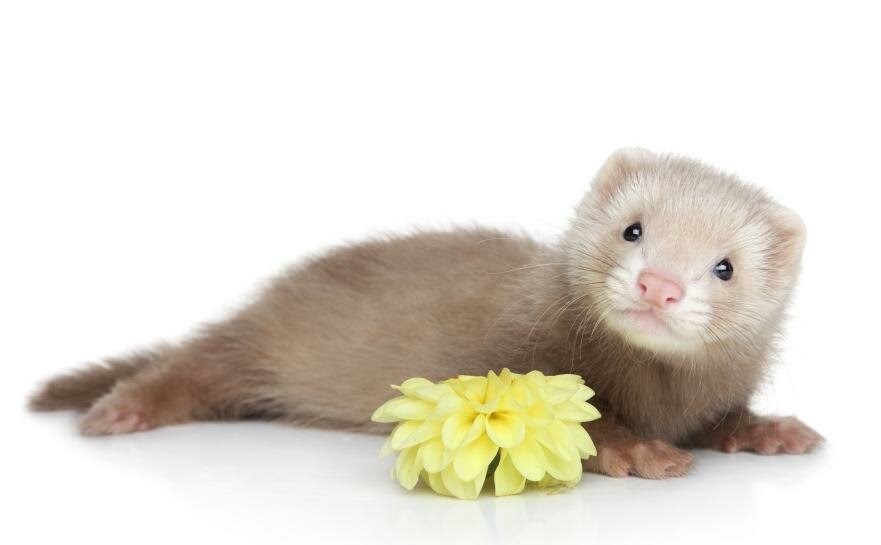 Petshop Clínica Veterinària Quiros, Lleida, foto