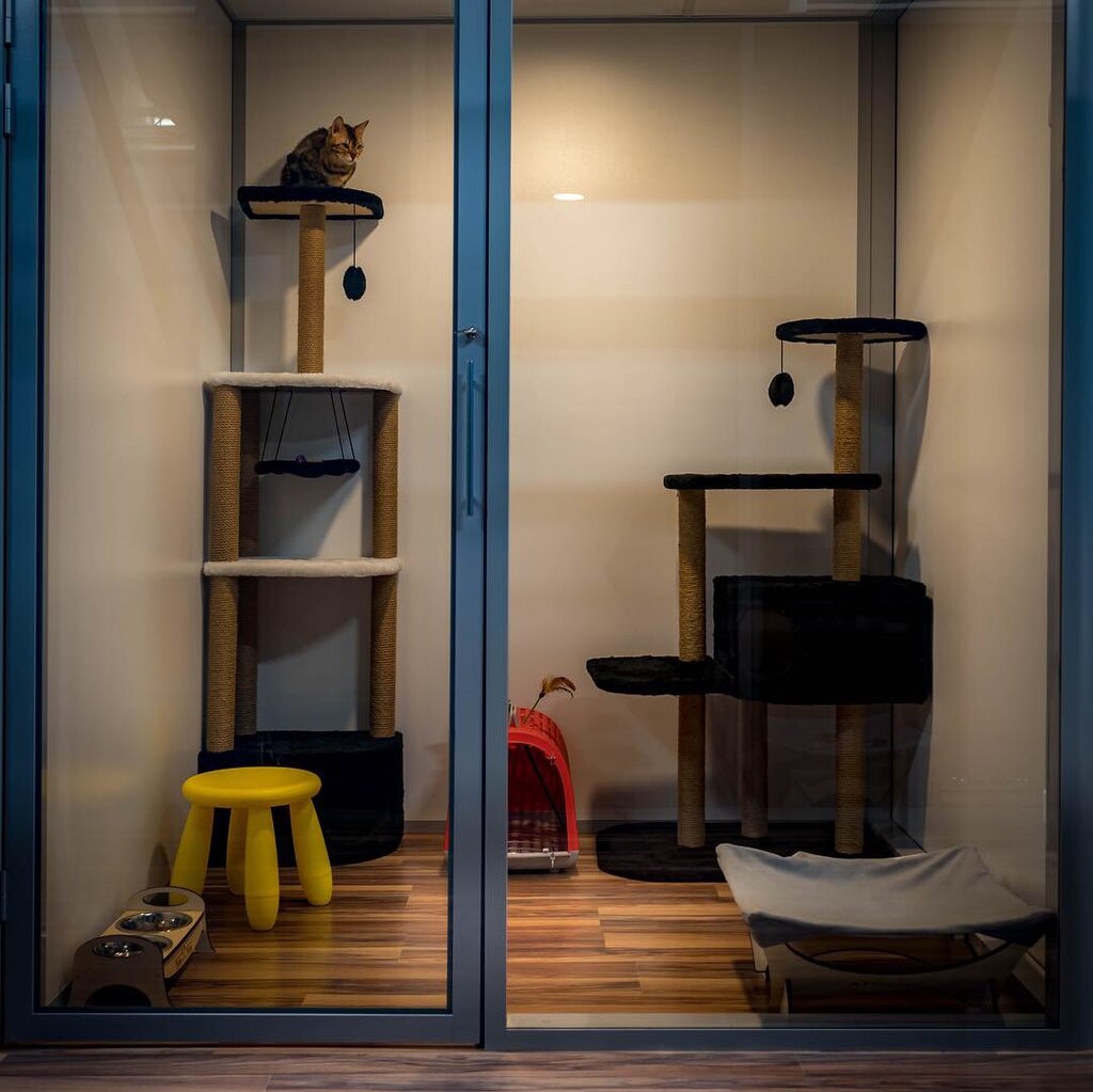 Pet otel Lapa Lapa Cat Hotel, Saint‑Petersburg, foto