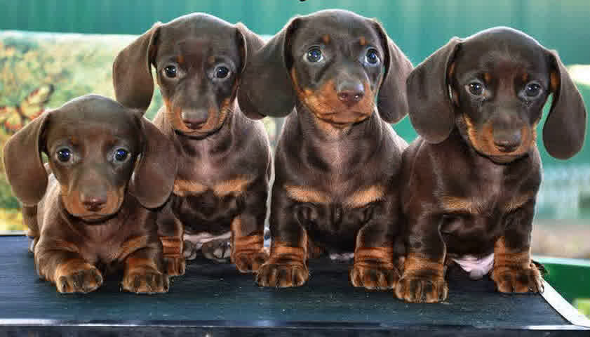 Evcil hayvan yetiştiricileri Kennel Dachshund Norden Liht, Moskova ve Moskovskaya oblastı, foto