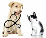 Clinica Veterinaria Casertana - Ambrifi Dott. Giovanni (Campania, Caserta, San Nicola la Strada, Via Leonardo da Vinci), veteriner klinikleri  Campania'dan