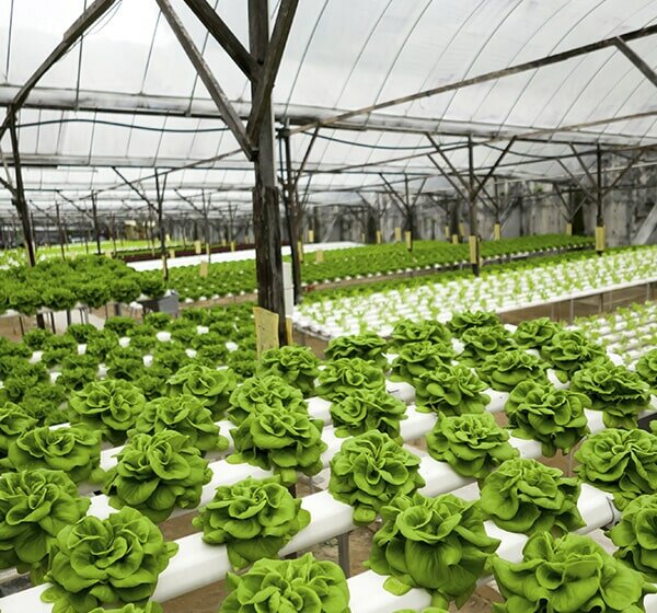 i̇thalat-ihracat firmaları Fleming Comercial, Guatemala, foto