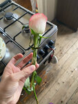 Flower shop (Ohanov Street No:19/1, Yerevan), çiçekçiler  Erivan'dan