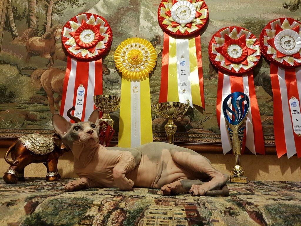 Evcil hayvan yetiştiricileri Krasa Egypta, Moskova, foto