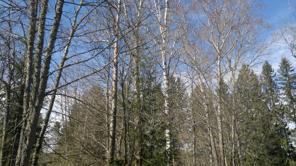 Turistik yerler Усадьба М.И. Захаржевского, Novgorodskaya oblastı, foto