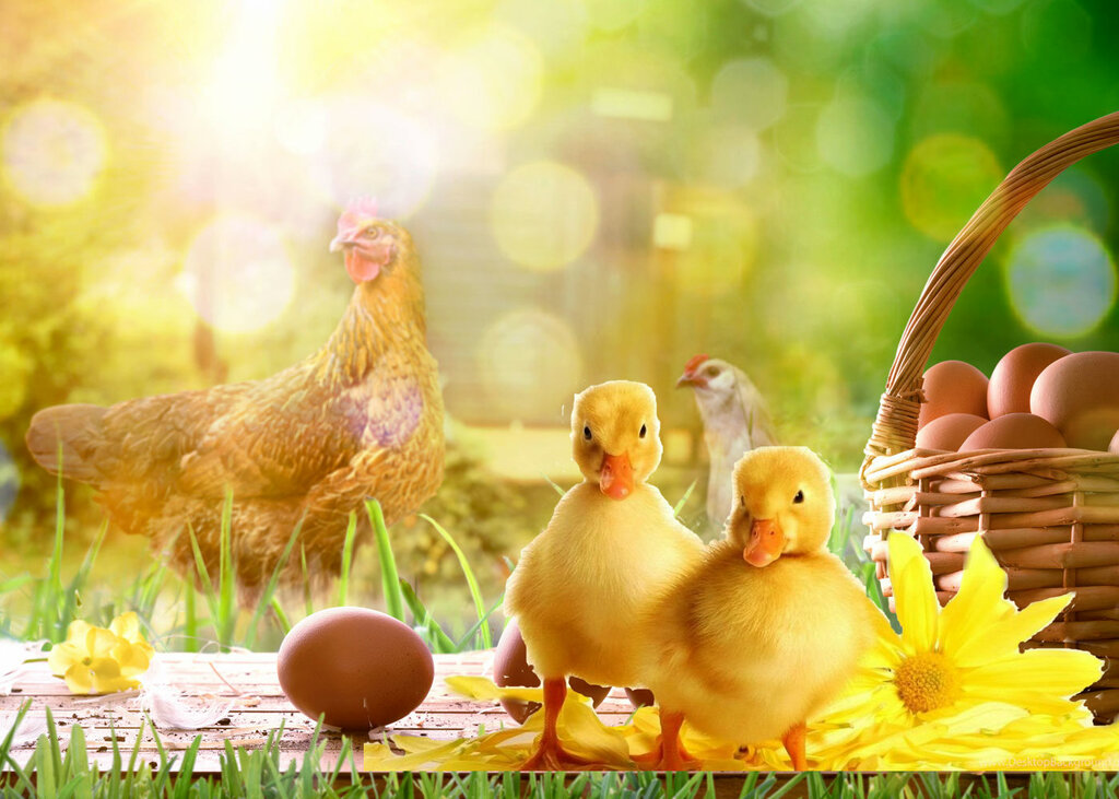 Hayvancılık KFKh Almaz-Ptitsa, Başkurdistan, foto