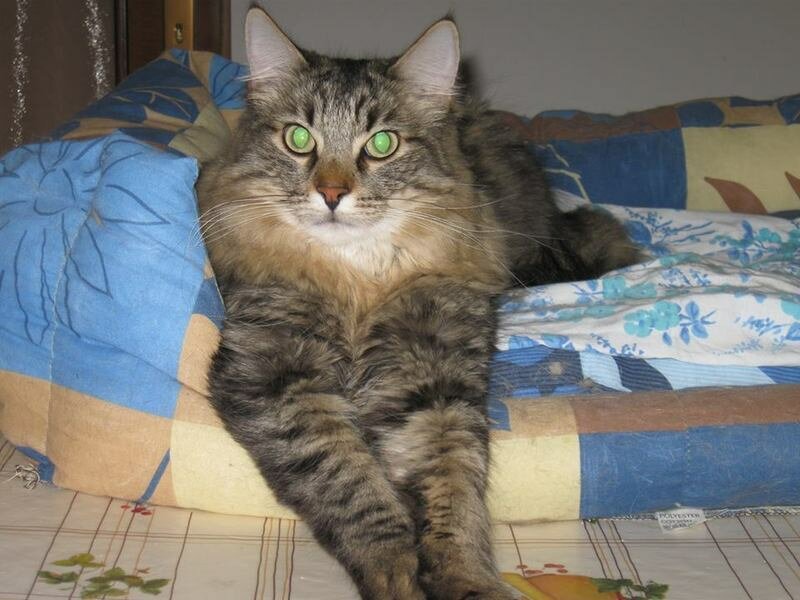 Hayvancılık Delizie per Animali, Emilia‑Romagna, foto