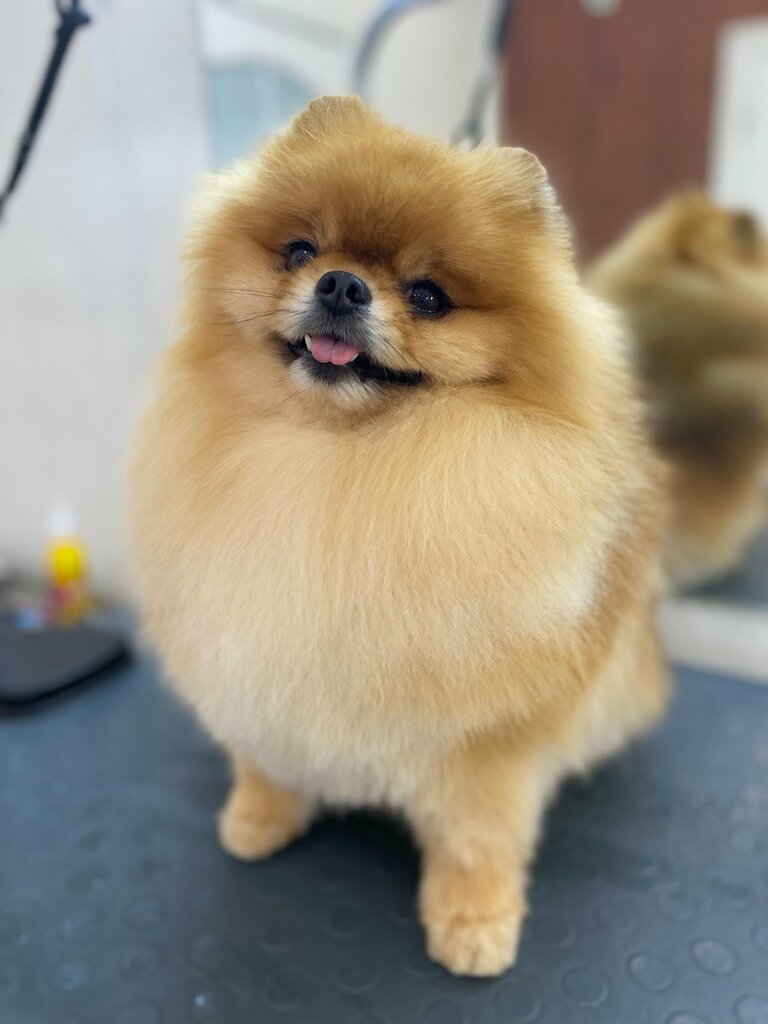 Evcil hayvan kuaförleri Грум Style, Cheboksary, foto