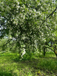 Bahçe Яблоневый сад, Pavlovsk, foto