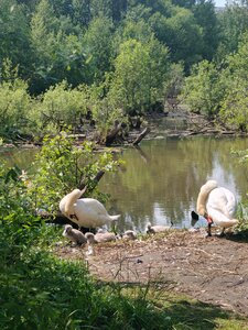 Город птиц (Minsk, Gorad Ptushak Ecological Trail), parklar ve ormanlar  Minsk'ten