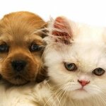 Active Kennel (Ankara, Gölbaşı, Karşıyaka Mah., Haymana Blv., 16/1), hayvanat bahçesi merkezi  Ankara'dan