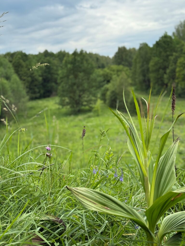 Doğa koruma alanı Surki Natural Monument, Lipetskaya oblastı, foto