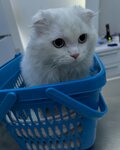 Lucky Veteriner Kliniği (Afyonkarahisar, Afyonkarahisar Merkez, Gazlıgöl Cad., 101B), veteriner klinikleri  Afyonkarahisar'dan