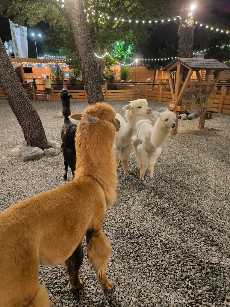 Hayvanat bahçeleri Альпака Парк, Soçi, foto