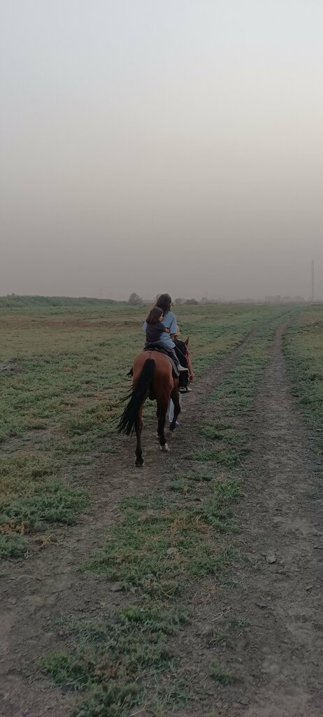 At ve binicilik kulüpleri Конный клуб, Dağıstan, foto