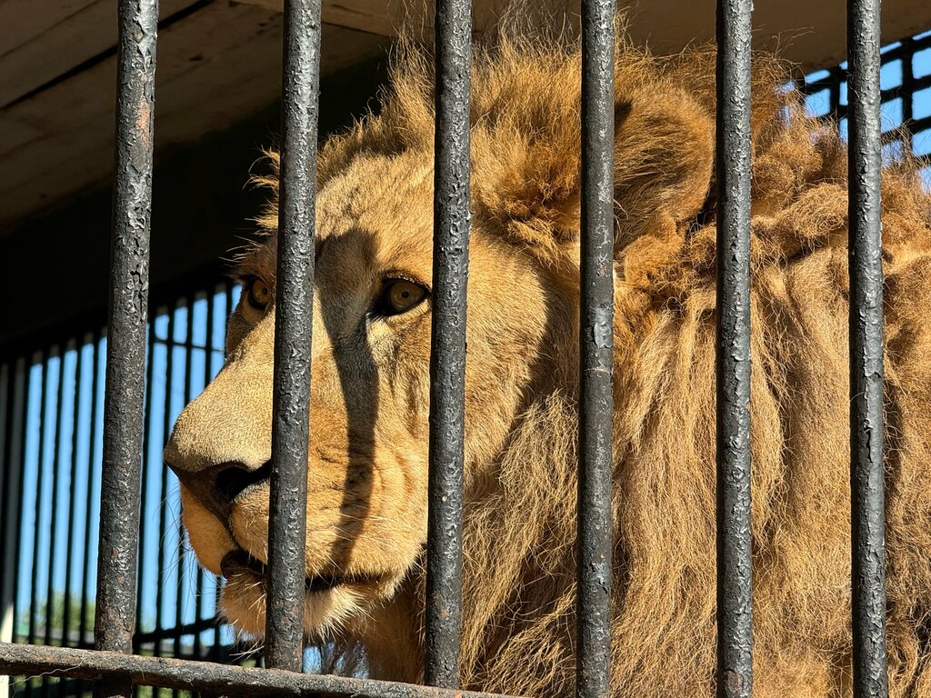 Hayvan muhafazaları Predators, Saint‑Petersburg, foto