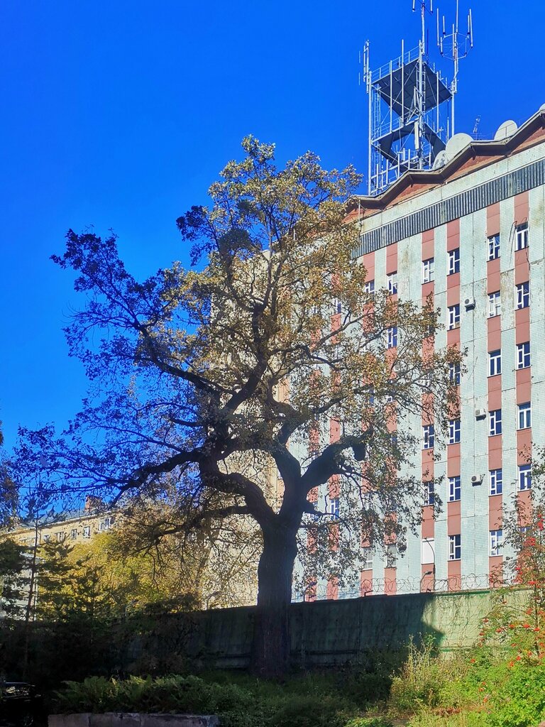 Doğa Дуб старожил, Kirov, foto