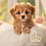Maltipoo VIP (Noviy Arbat Street No:10), evcil hayvan yetiştiricileri  Moskova'dan