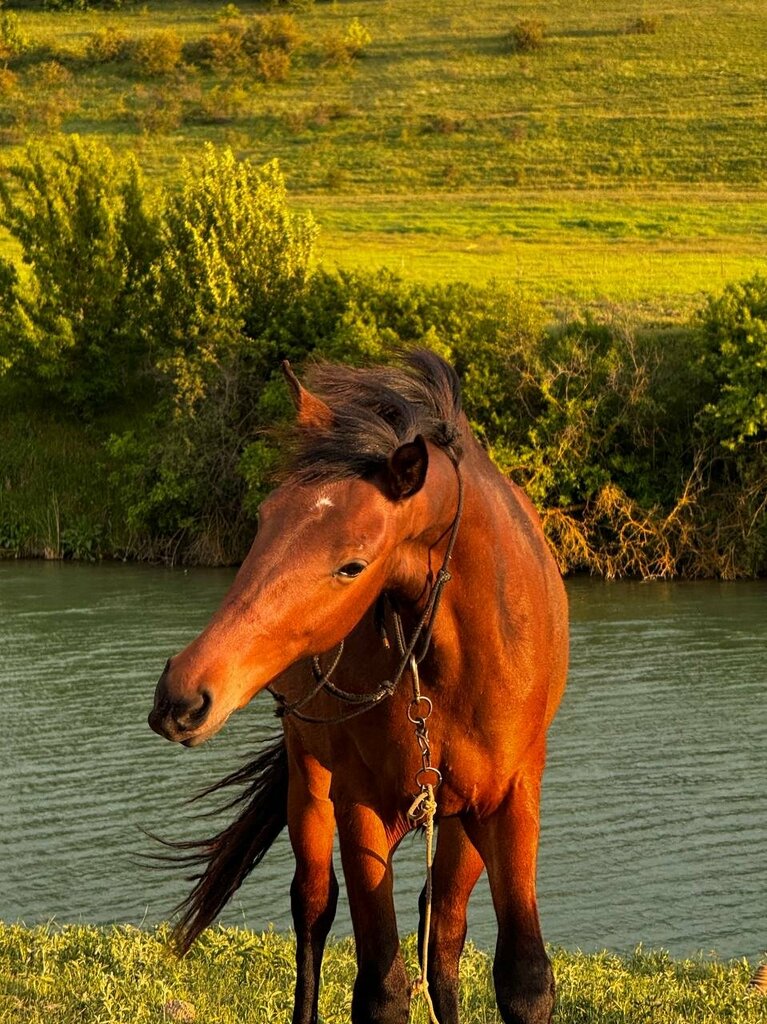 At ve binicilik kulüpleri Конюшня, Kırım Cumhuriyeti, foto