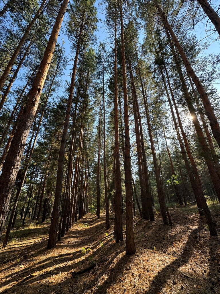 Orman Красносамарский лес, Samarskaya oblastı, foto