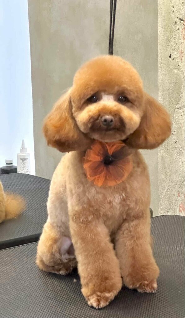 Evcil hayvan kuaförleri Dog. style. studio, Minskaya oblastı, foto