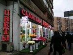 Пион (Bryanskaya Street No:2), çiçekçiler  Moskova'dan