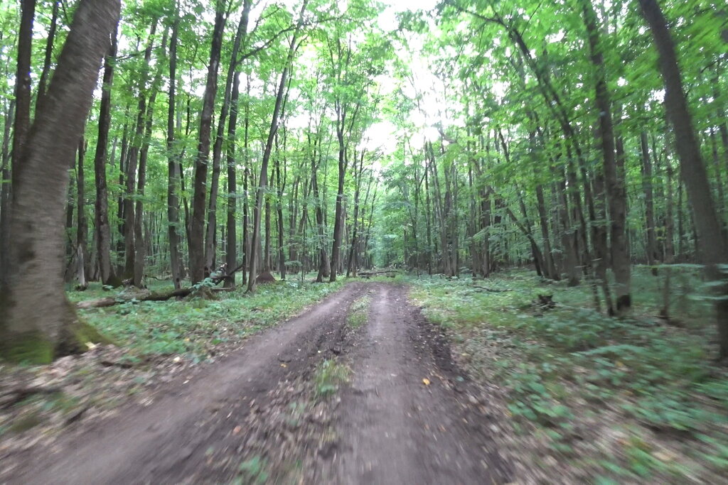 Orman Корочанский лес, Belgorodskaya oblastı, foto