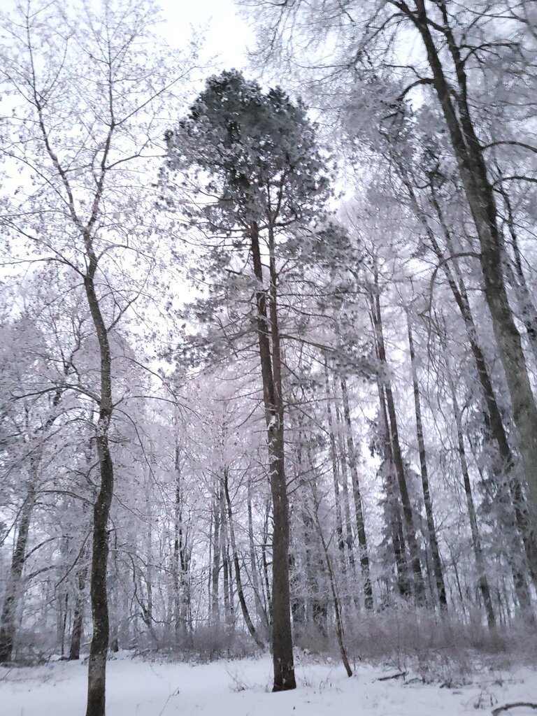 Doğa Сосна кедровая сибирская в парке усадьбы Низковицы, Saint‑Petersburg ve Leningradskaya oblastı, foto