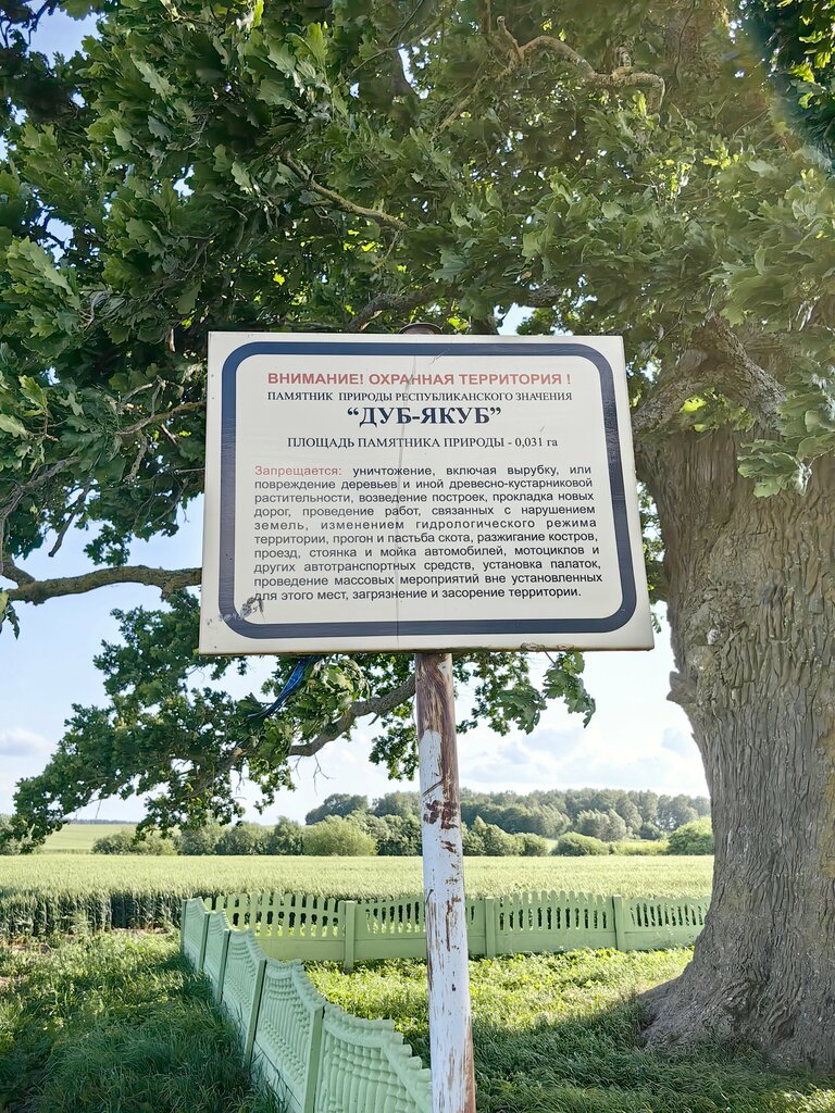 Doğa Дуб-Якуб, Minskaya oblastı, foto