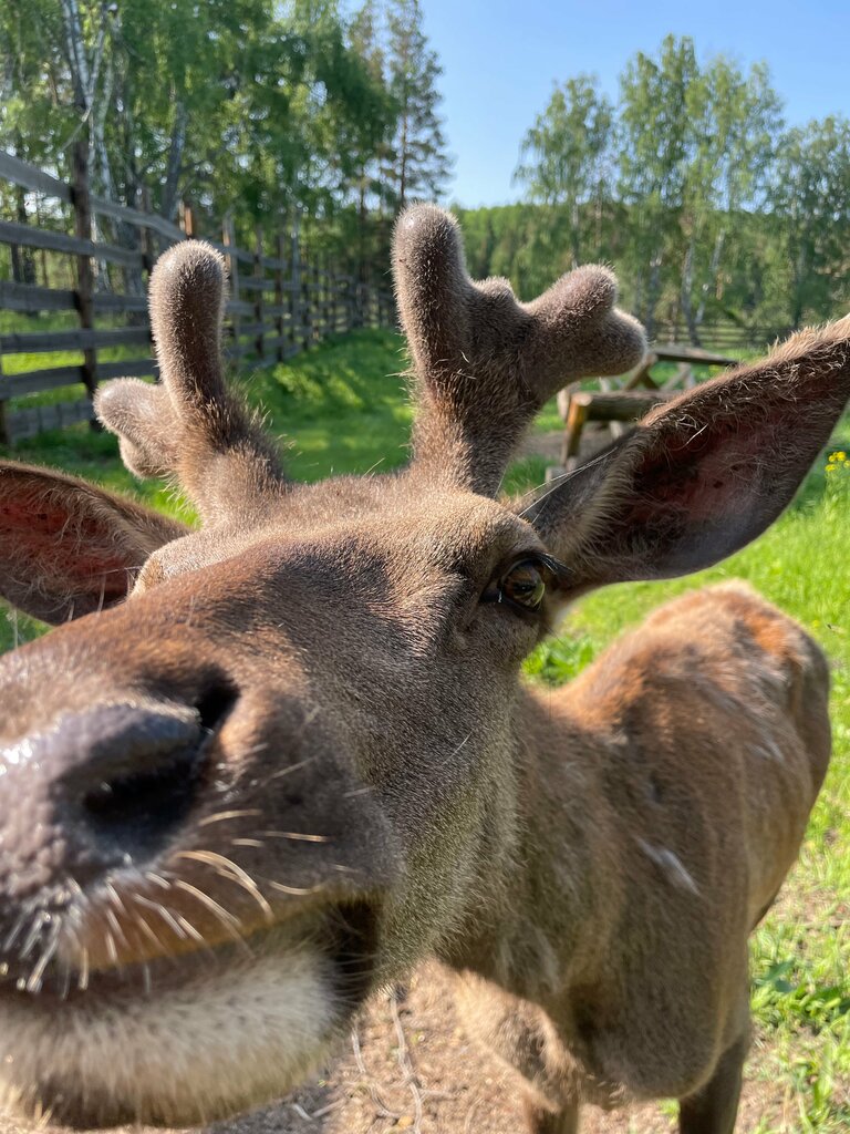 Tatil köyleri Polyana, Sverdlovskaya oblastı, foto