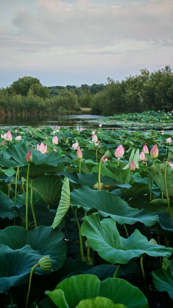 Doğa Озеро лотосов, Habarovski krayı, foto