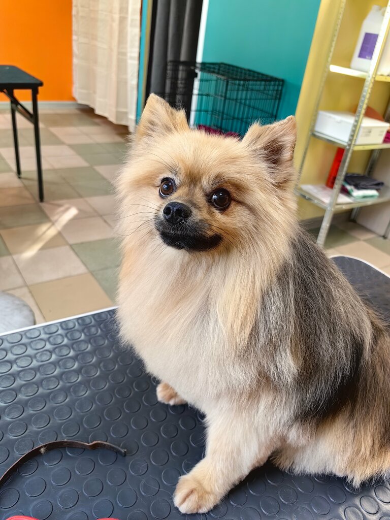 Evcil hayvan kuaförleri Чисто-Пёс, Nijni Novgorod, foto