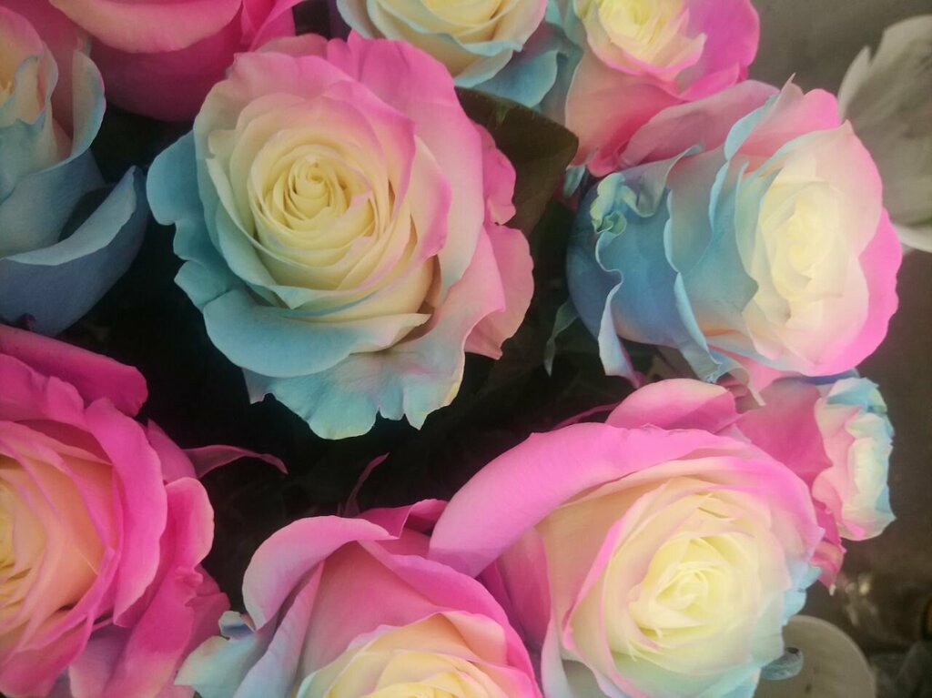 Çiçekçiler Лидира, Sevastopol, foto