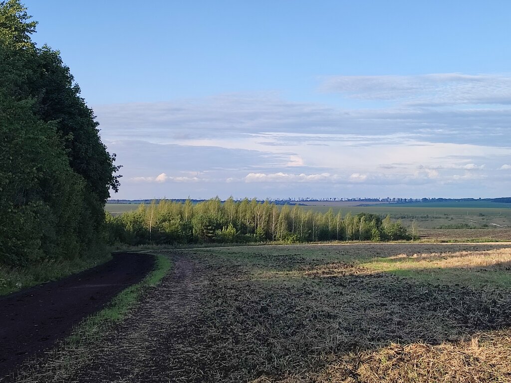 Orman урочище Котовец, Belgorodskaya oblastı, foto