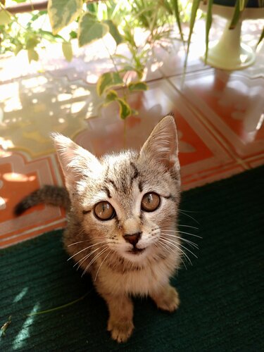Benzin istasyonu Gas Station, Fergana eyaleti, foto