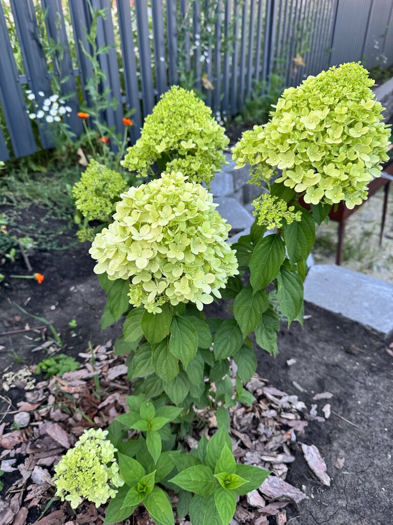 Sera ve bahçe ürünleri Garden Girl, Penza, foto