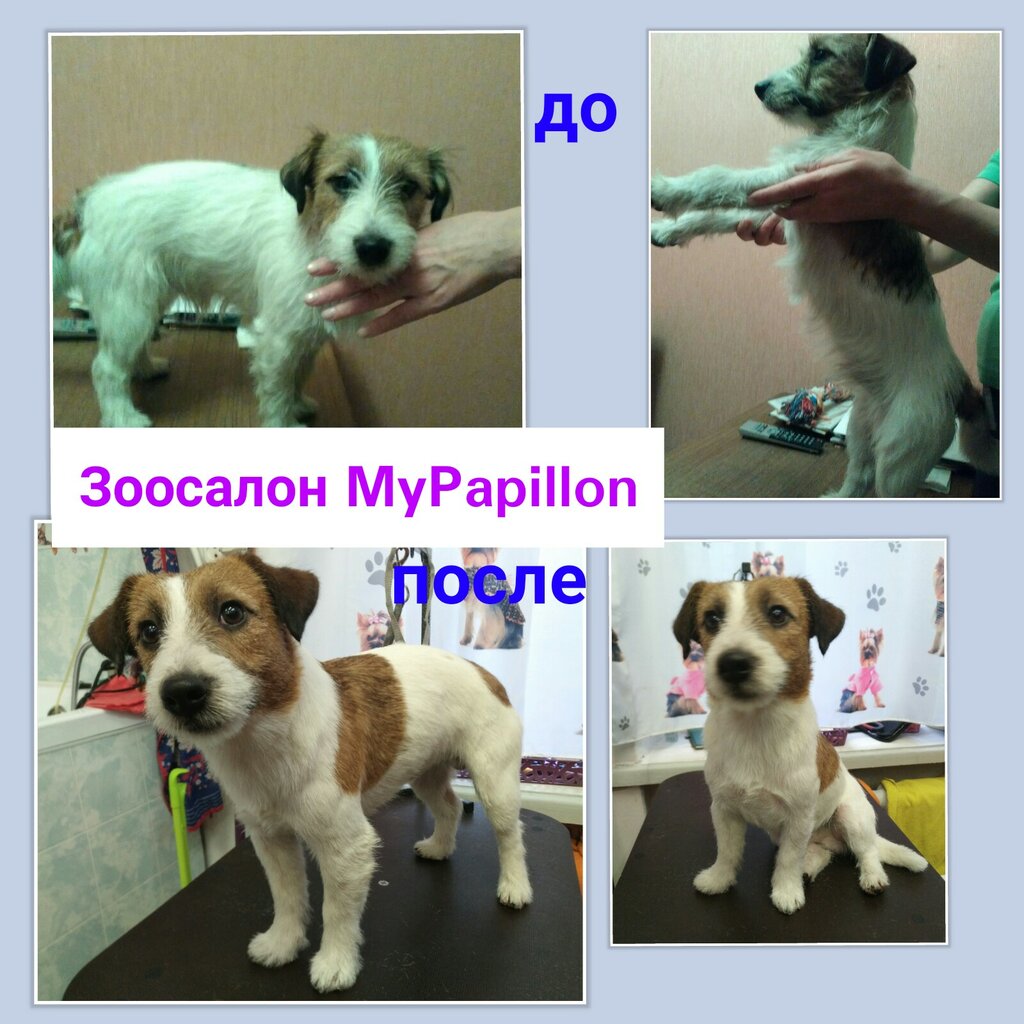 Evcil hayvan kuaförleri Zoosalon My Papillon, Saint‑Petersburg, foto