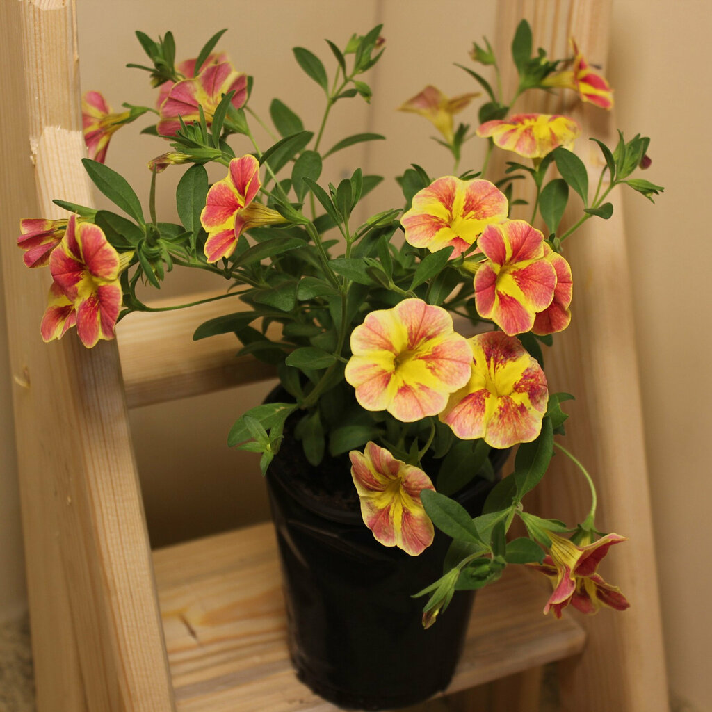 Seracılık Rassada V Borodulino, Sverdlovskaya oblastı, foto