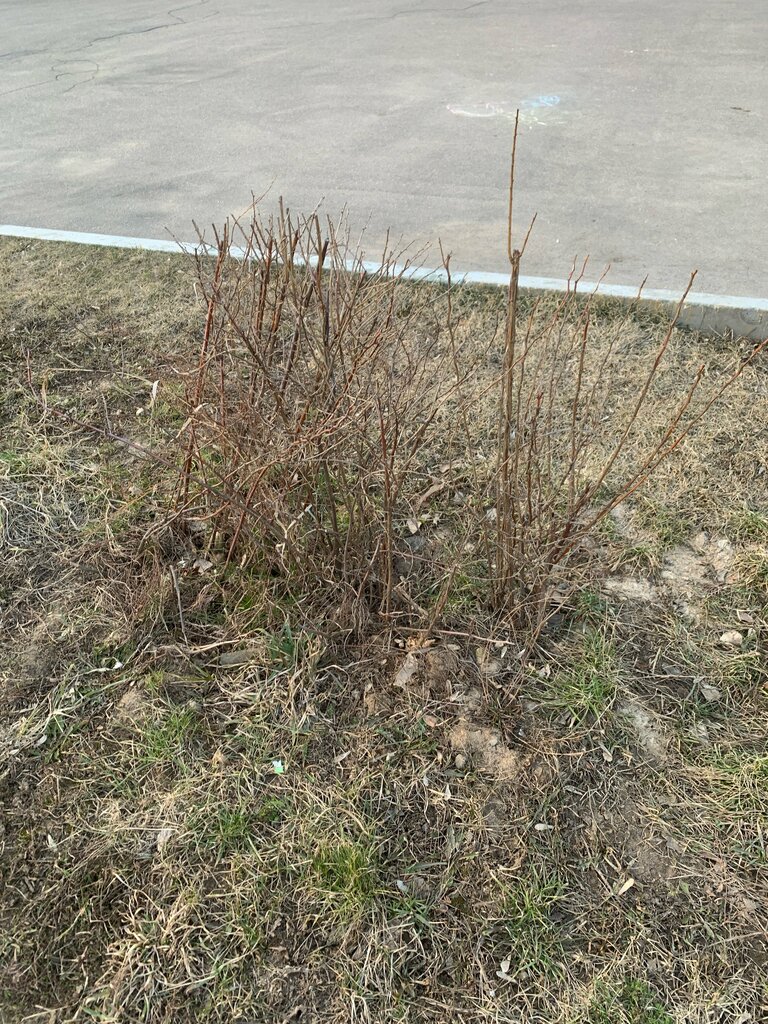 Spor alanı Волейбольное поле, Moskova, foto
