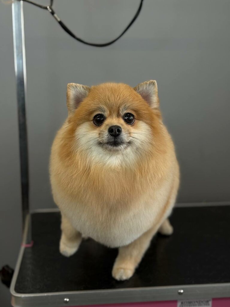 Evcil hayvan kuaförleri Против шерсти, Tiumen, foto