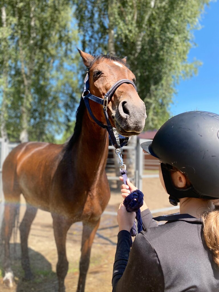 At ve binicilik kulüpleri Грин Хорс, Nijegorodskaya oblastı, foto