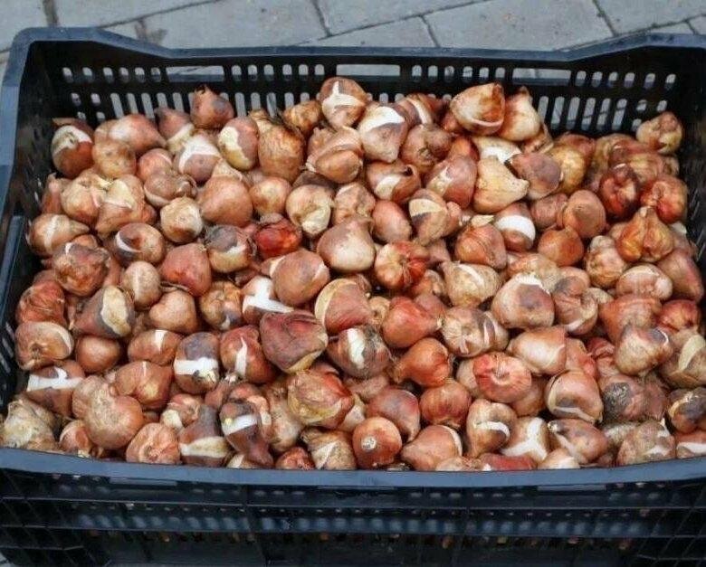 Fidan yetiştiriciliği Грин Вуд, Stavropolski krayı, foto